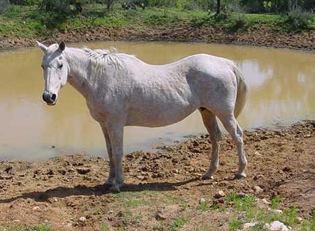 Equine Behavior - "Problem" Horses