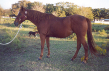 Equine Behavior - "Problem" Horses