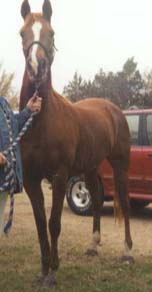 Equine Behavior - "Problem" Horses