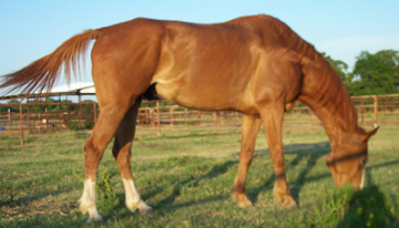 Equine Behavior - "Problem" Horses