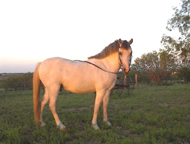 Equine Behavior - "Problem" Horses